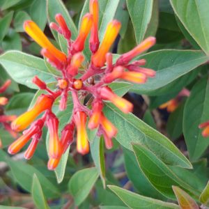Flowering Shrubs Archives - Sandys Nursery Online